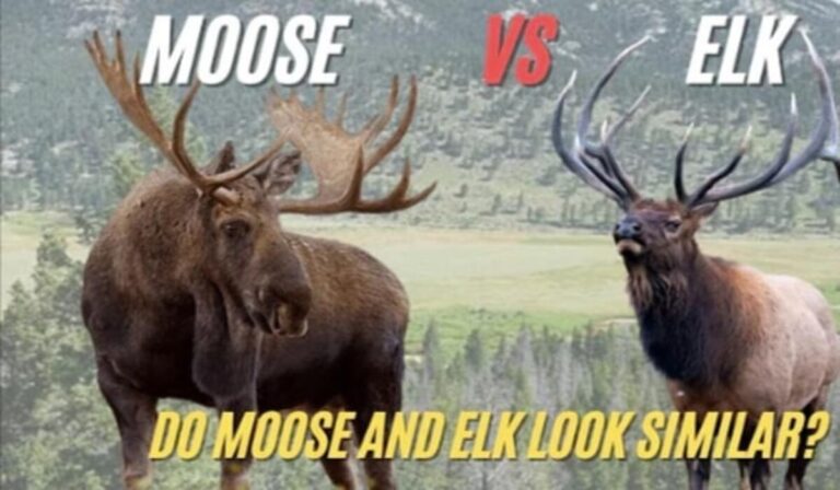 Moose vs. Elk: Understanding the 5 Key Differences - Daily Reuters